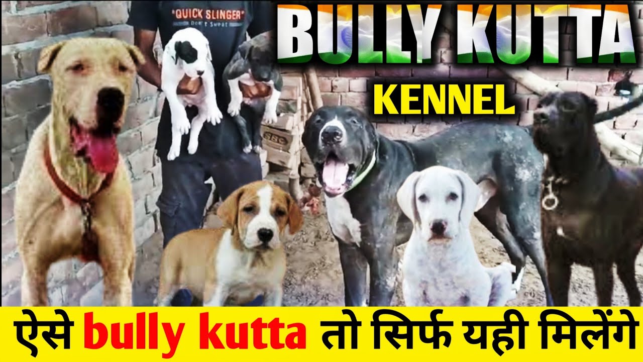 Once Again | Pakistani bully puppies | Ultimate bully kutta for sale ...