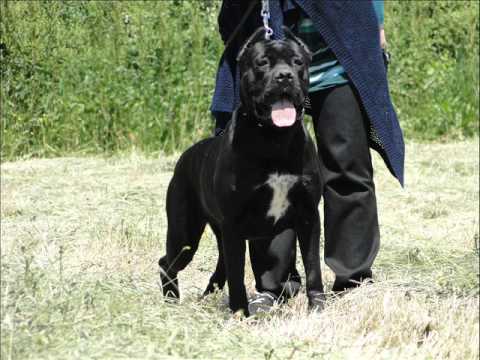 CANE CORSO - YouTube