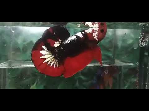 B65 hmpk red copper - YouTube