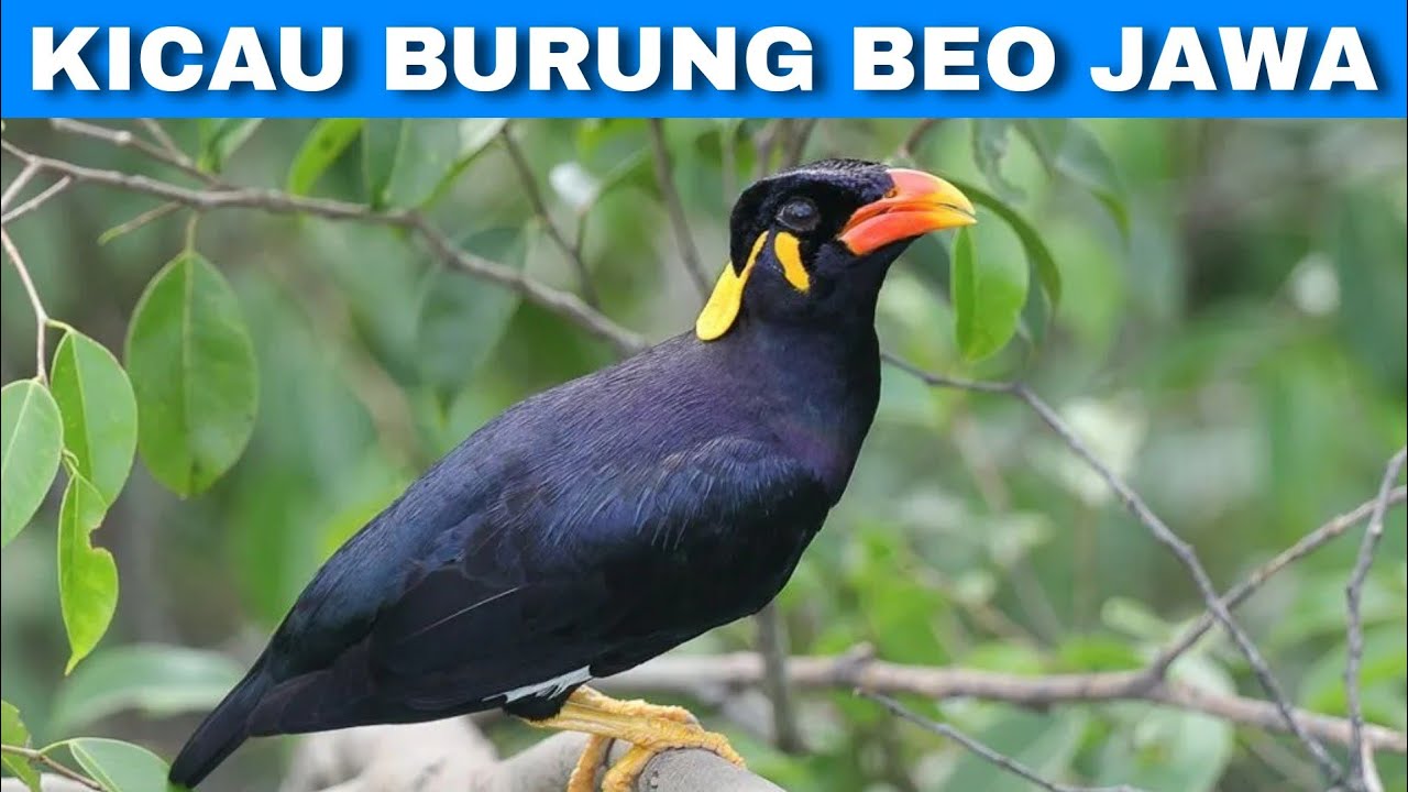 Kicau Suara Burung Beo Jawa | Chirping Java Parrot Sounds - YouTube