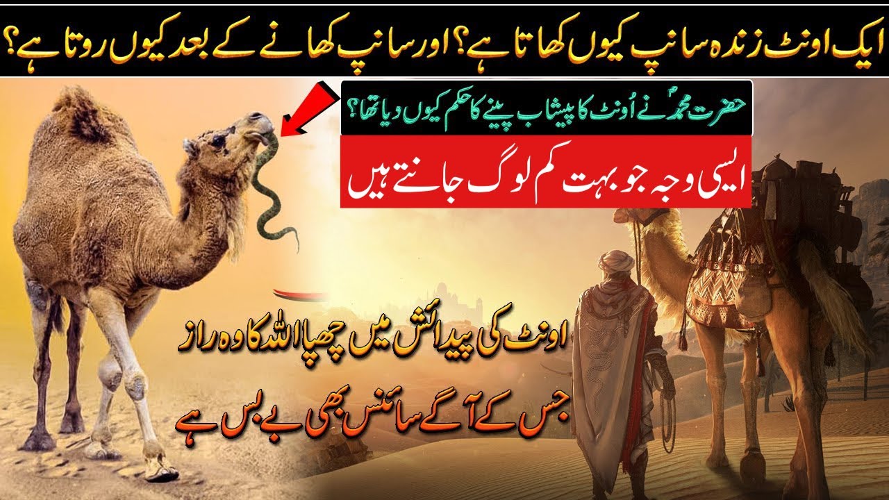 Why Camel Eat Snake||اونٹ سانپ کیوں کھاتا ہے||Why Camel Eat Snake in ...