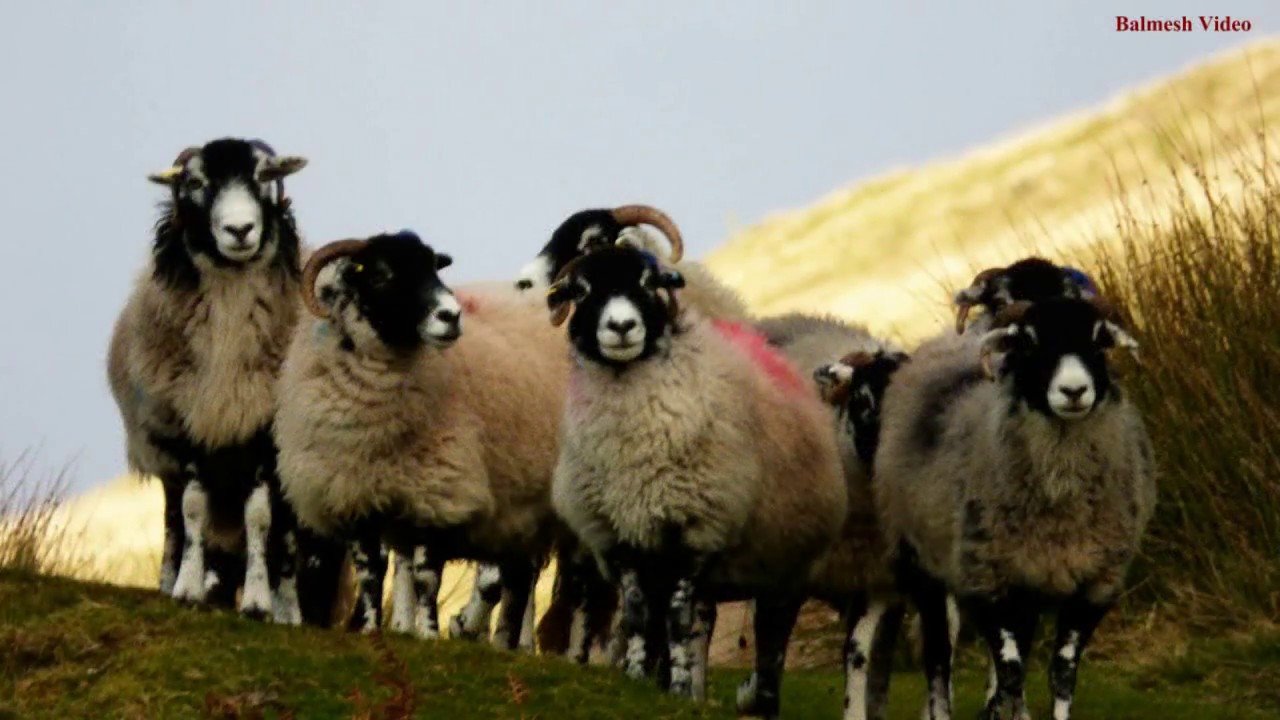 Sheep Gather Slideshow - "Must Watch" for Sheep Lovers! - YouTube