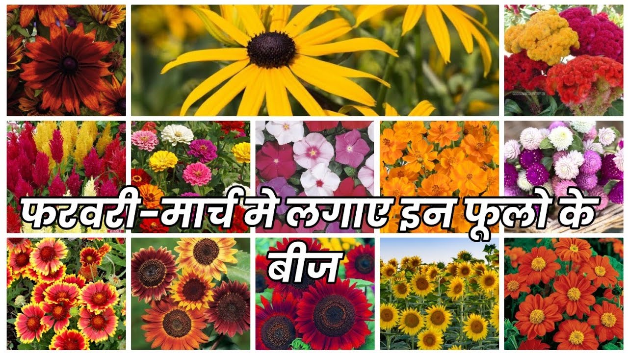 15 फरवरी के बाद लगाए गर्मीयो के ये फूलो के बीज /12 beautiful Summer ...