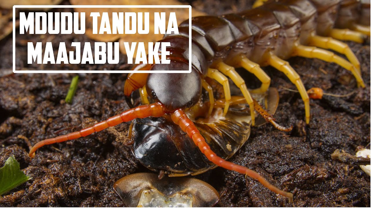 MFAHAMU MDUDU TANDU NA MAAJABU YAKE - YouTube