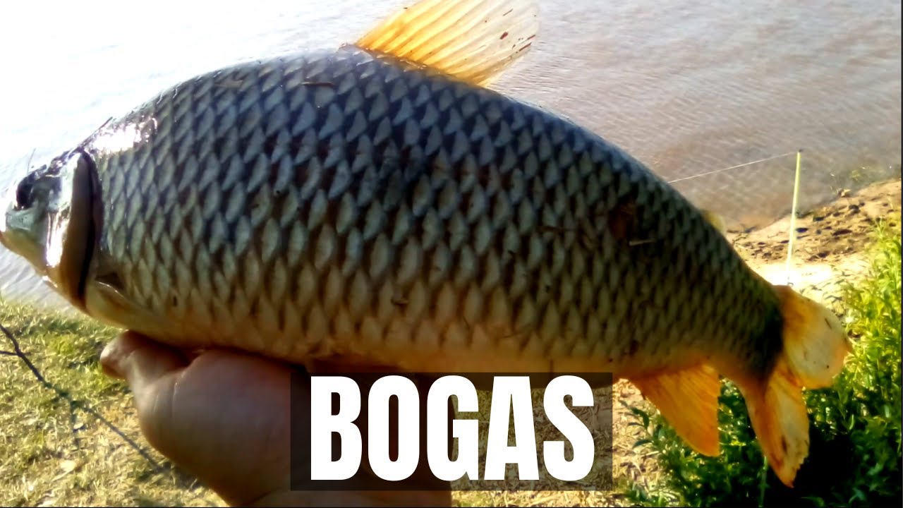 ARRANCAMOS EL 2023 CON ESTA HERMOSA BOGA. PESCA Y COCINA. PIRAÑAS ...