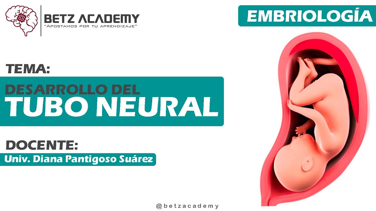 DESARROLLO DEL TUBO NEURAL | NEUROGÉNESIS (FÁCIL Y RESUMIDO) - YouTube