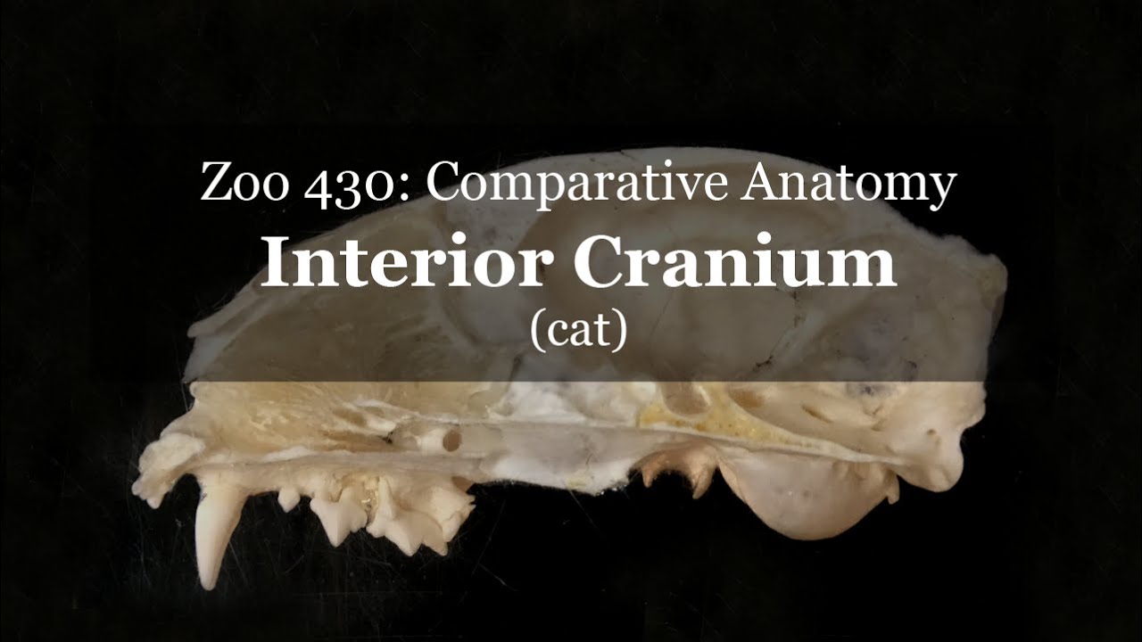 Osteology: Interior Structures of the Cranium (cat) - YouTube