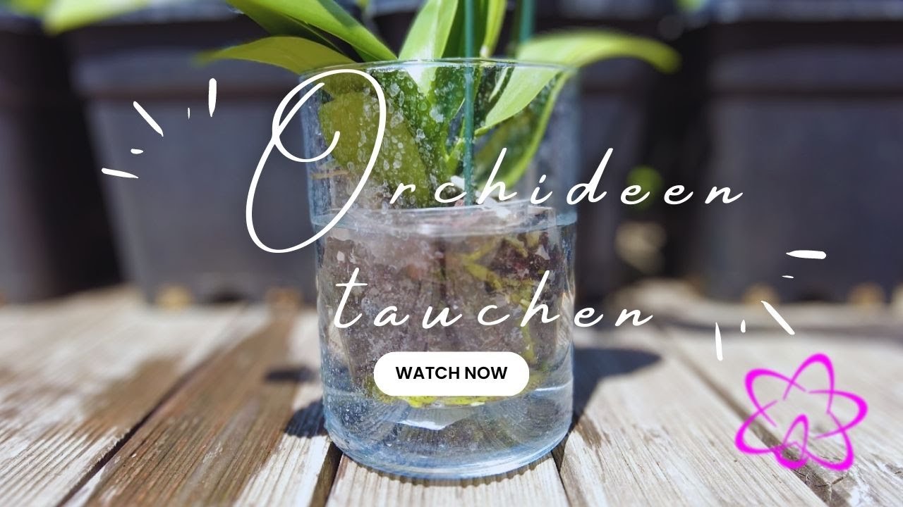 Orchideen Tauchen Wie Tief