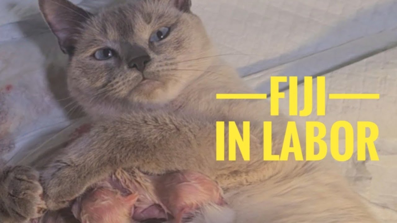 CAT HAVING KITTENS. CONGRATULATIONS FIJI.. - YouTube