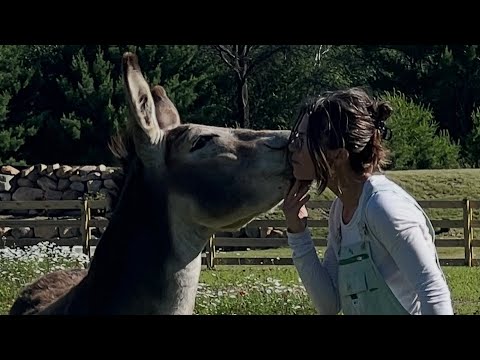 Abused donkey- three years of patience!