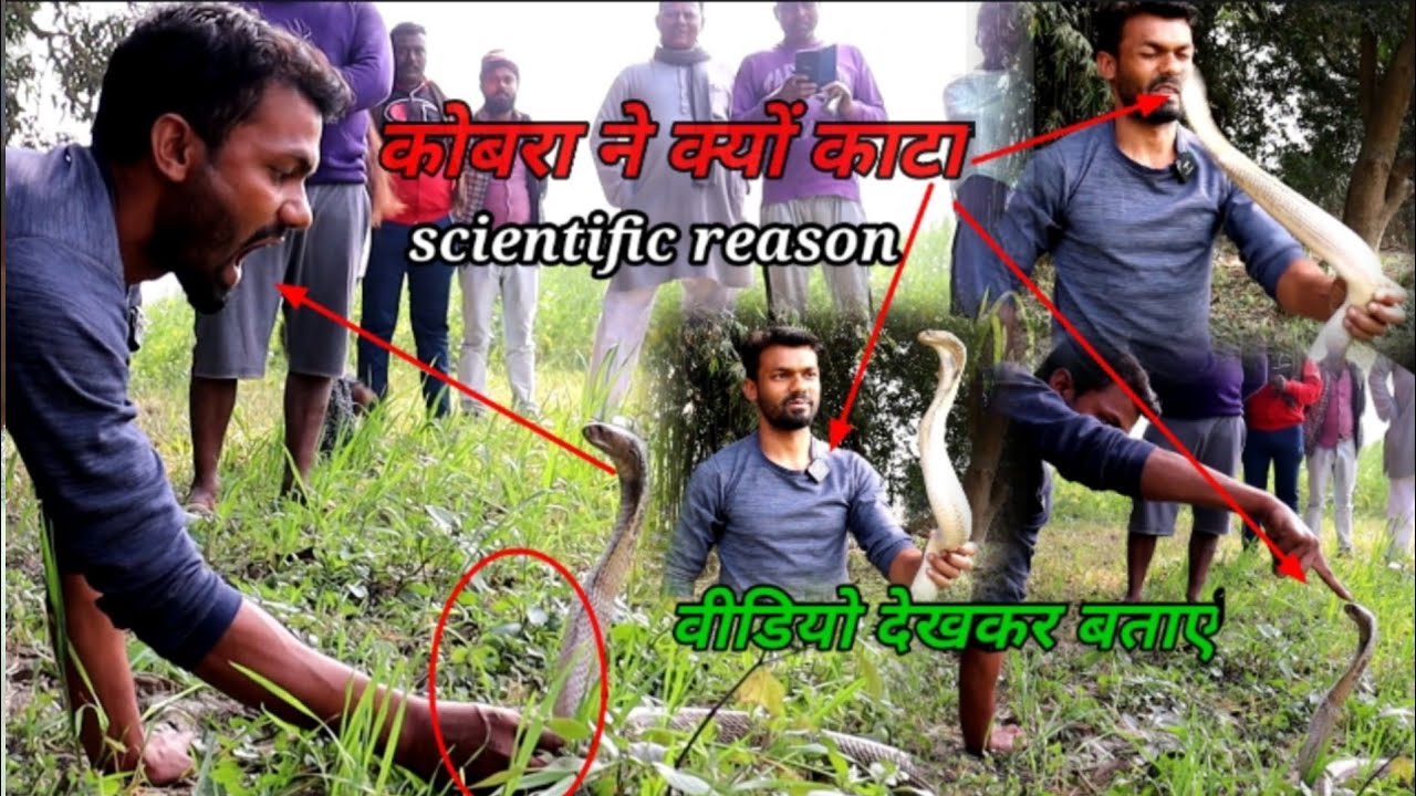 Free Handing Snake Rescue #Snakerescue - YouTube