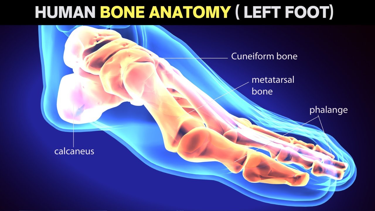 Human bone anatomy ( Left Foot) Medial view - YouTube