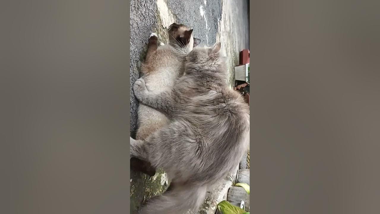CARA KUCING BERKEMBANG BIAK BUBU SI KUCING PEJANTAN TANGGUH - YouTube