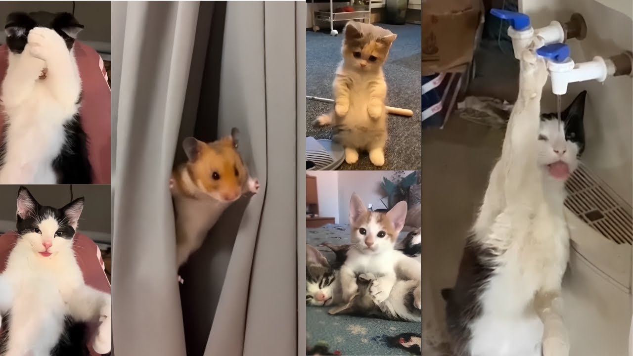 Hello Funny Animals🐱🐶┃Best Funny Animals videos 2023┃Super Cute Cats ...