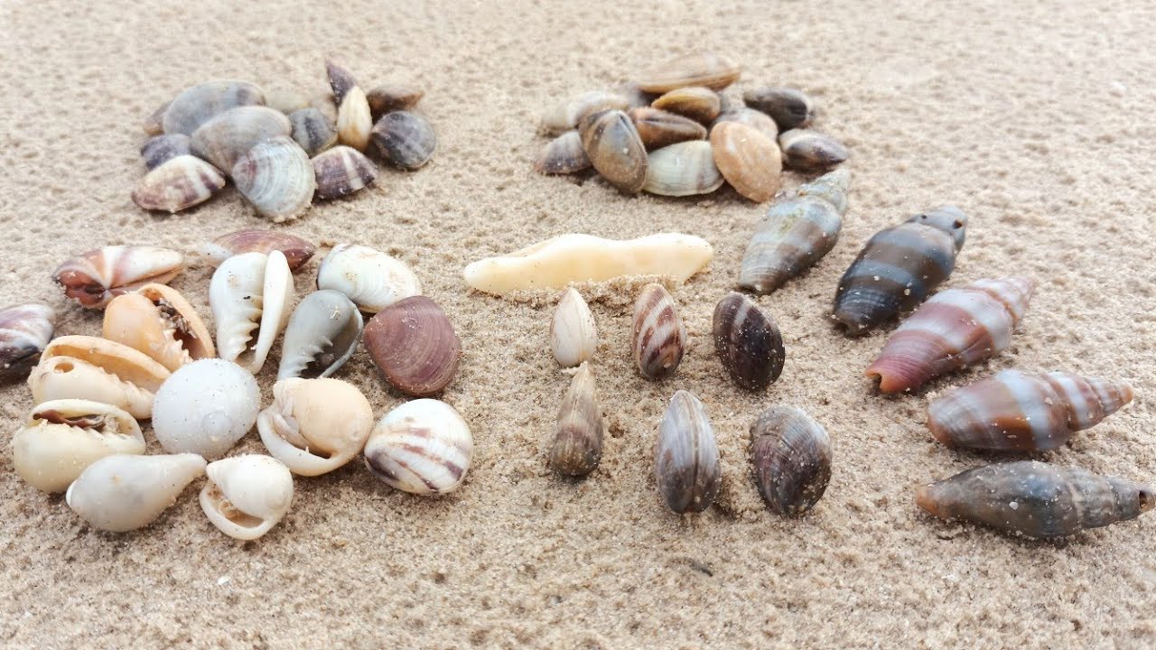 Looking for white mussels for a side dish for dinner. Mencari kerang ...