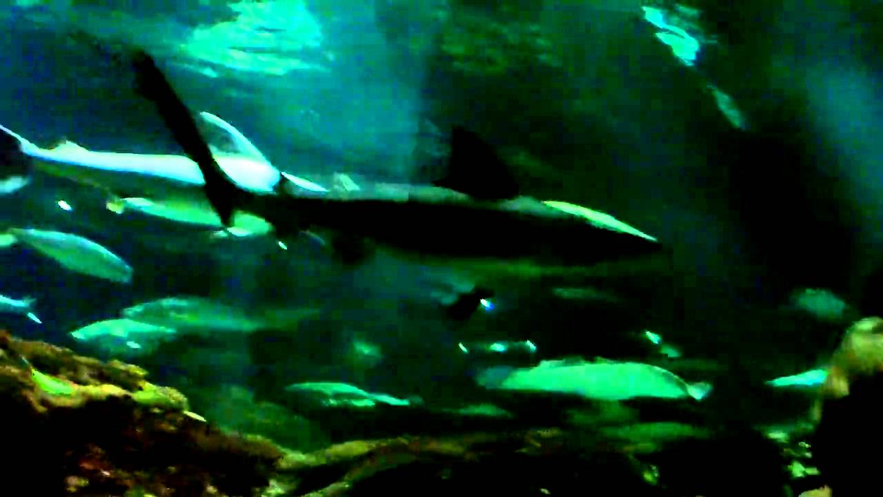 shark exhibit at Sea World Orlando - YouTube