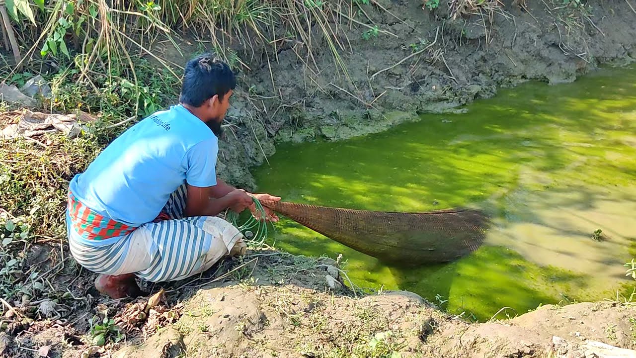 Traditional net fishing video - Village people catching fish by net in ...