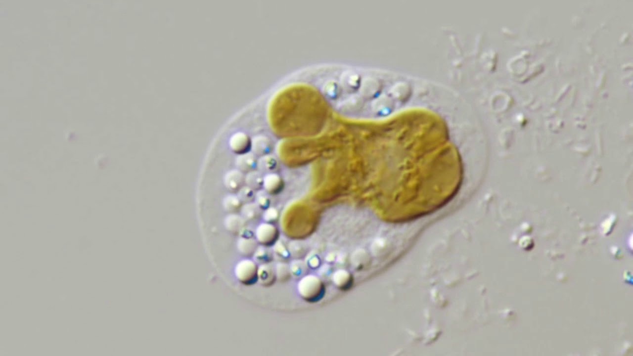 藻類・プロティストムービー NO. 024 Chrysamoeba radians (NIES-2890) - YouTube