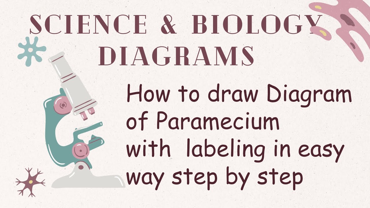 Learn how to draw Paramecium with labeling in easiest way through step ...