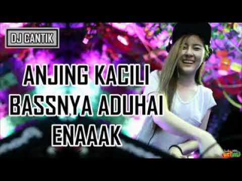 DJ TERBARU ANJING KACILI