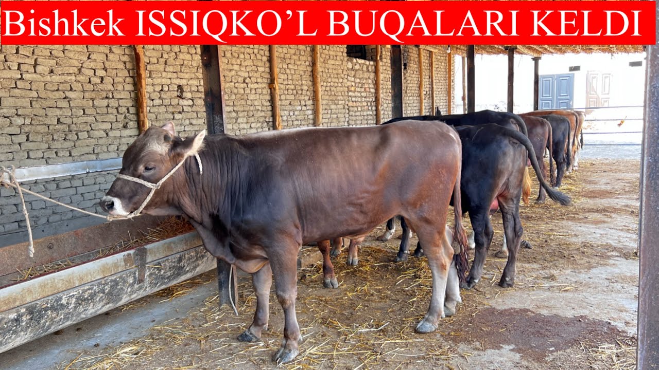 Bishkek issiqko’l buqalar keldi arzon narxda📞939720212📞945570995📞 ...