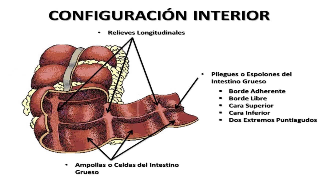 Generalidades del Intestino Grueso - YouTube