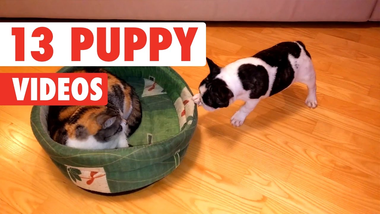 13 Funny Puppy Videos Compilation 2017 - YouTube