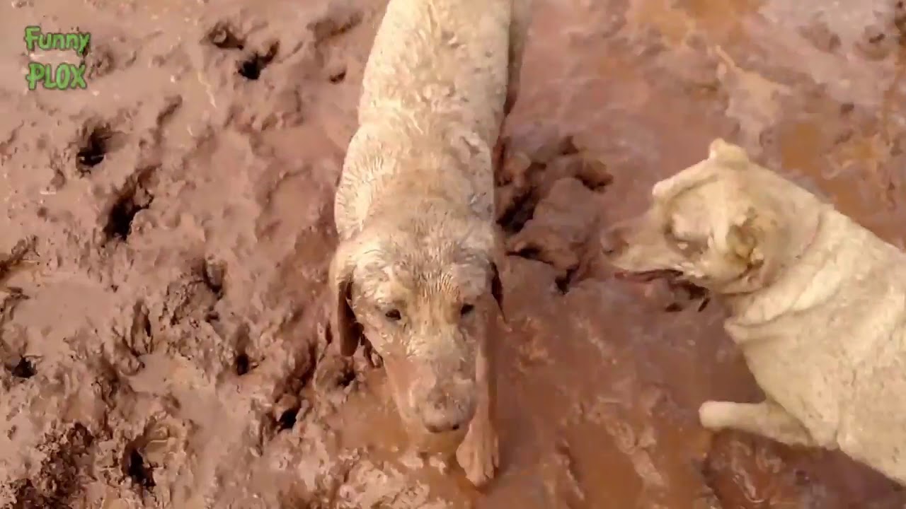 Dogs Playing and Rolling in Mud Compilation - YouTube