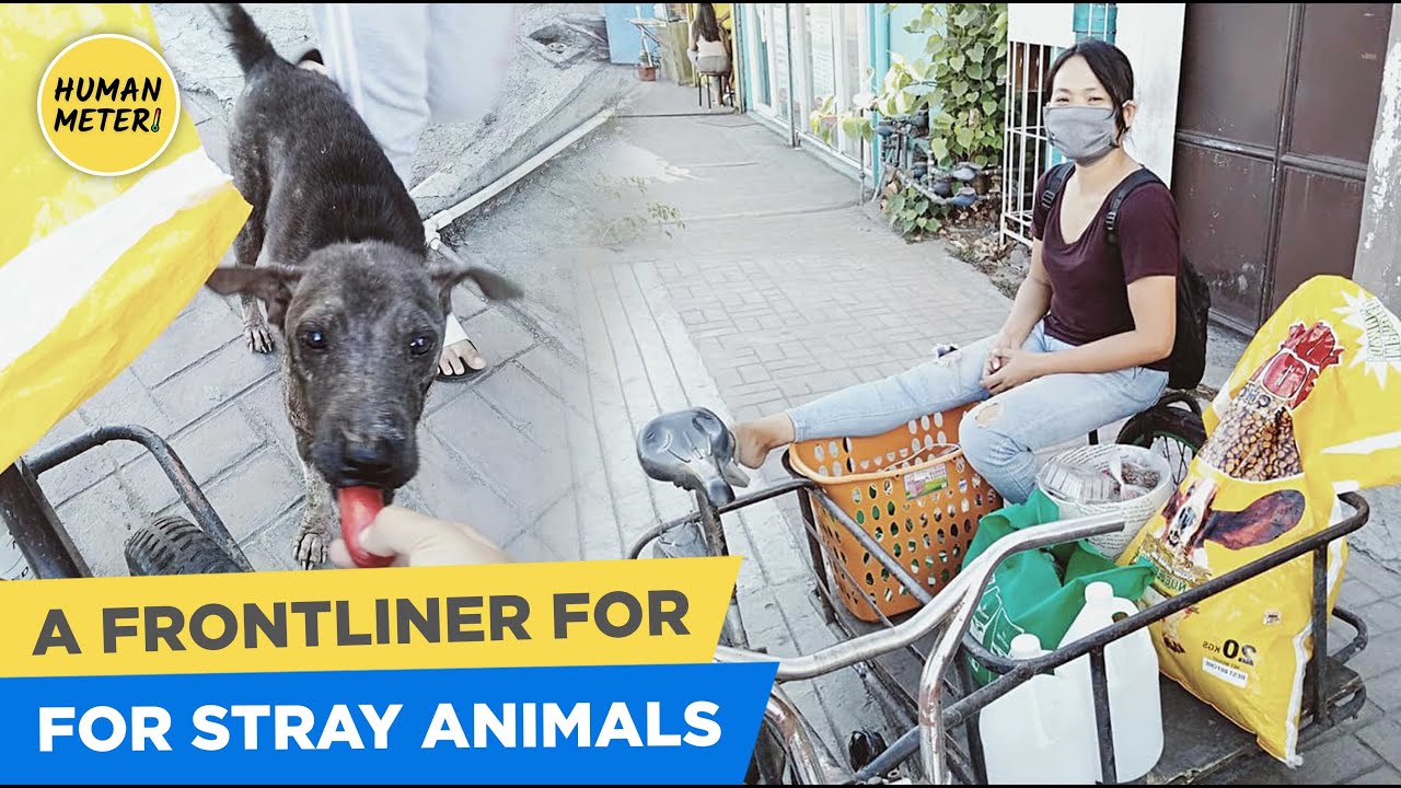 Kind-Hearted Filipina Maureen: Frontliner For Stray Dogs | HumanMeter ...