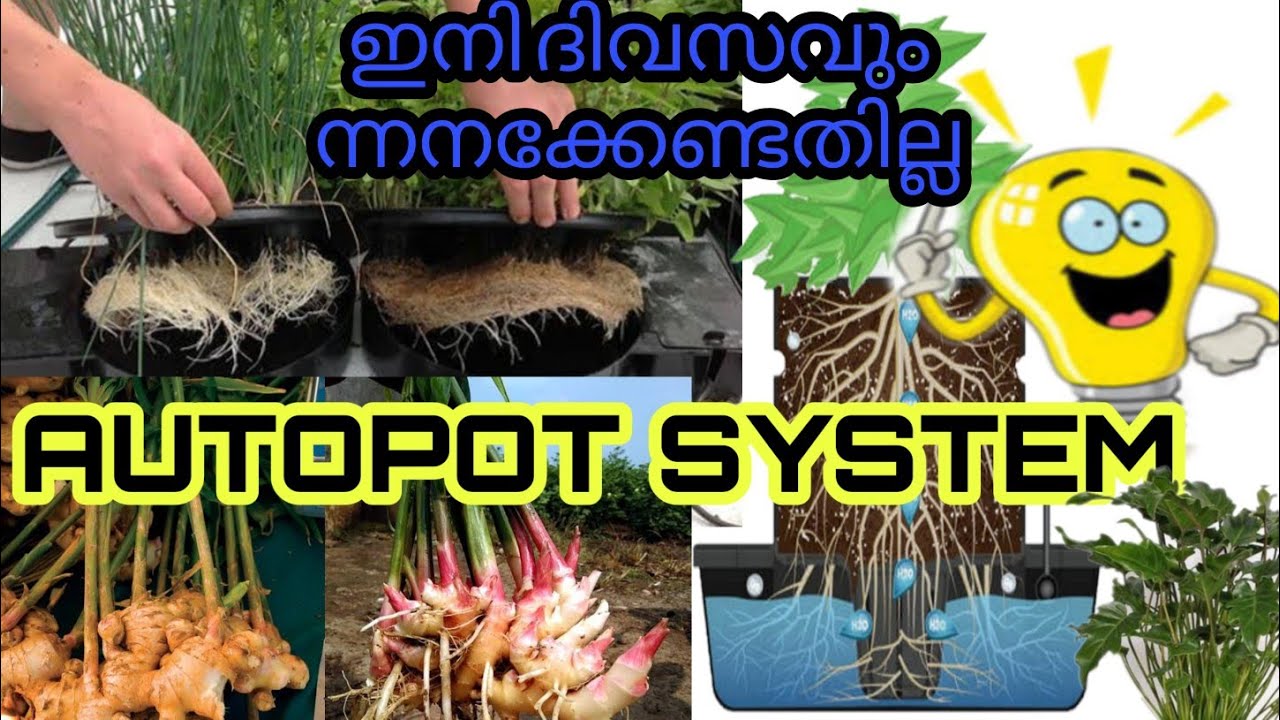 Simple home made autopot system, What is autopot ,how to make autopot ...