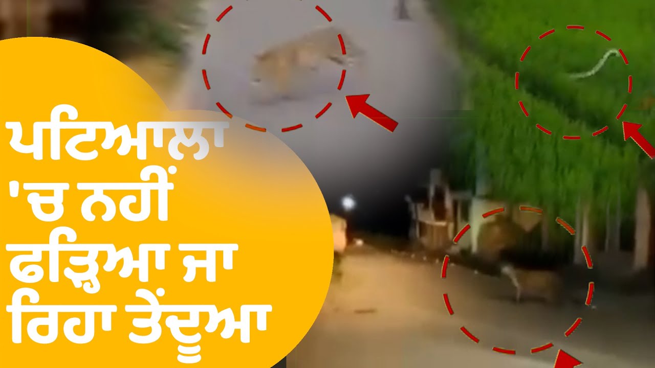 Leopard In Patiala : ਪ੍ਰਸ਼ਾਸਨ ਕੋਲੋਂ ਨਹੀਂ ਫੜ੍ਹਿਆ ਜਾ ਰਿਹਾ ਤੇਂਦੂਆ, ਲੋਕਾਂ ...