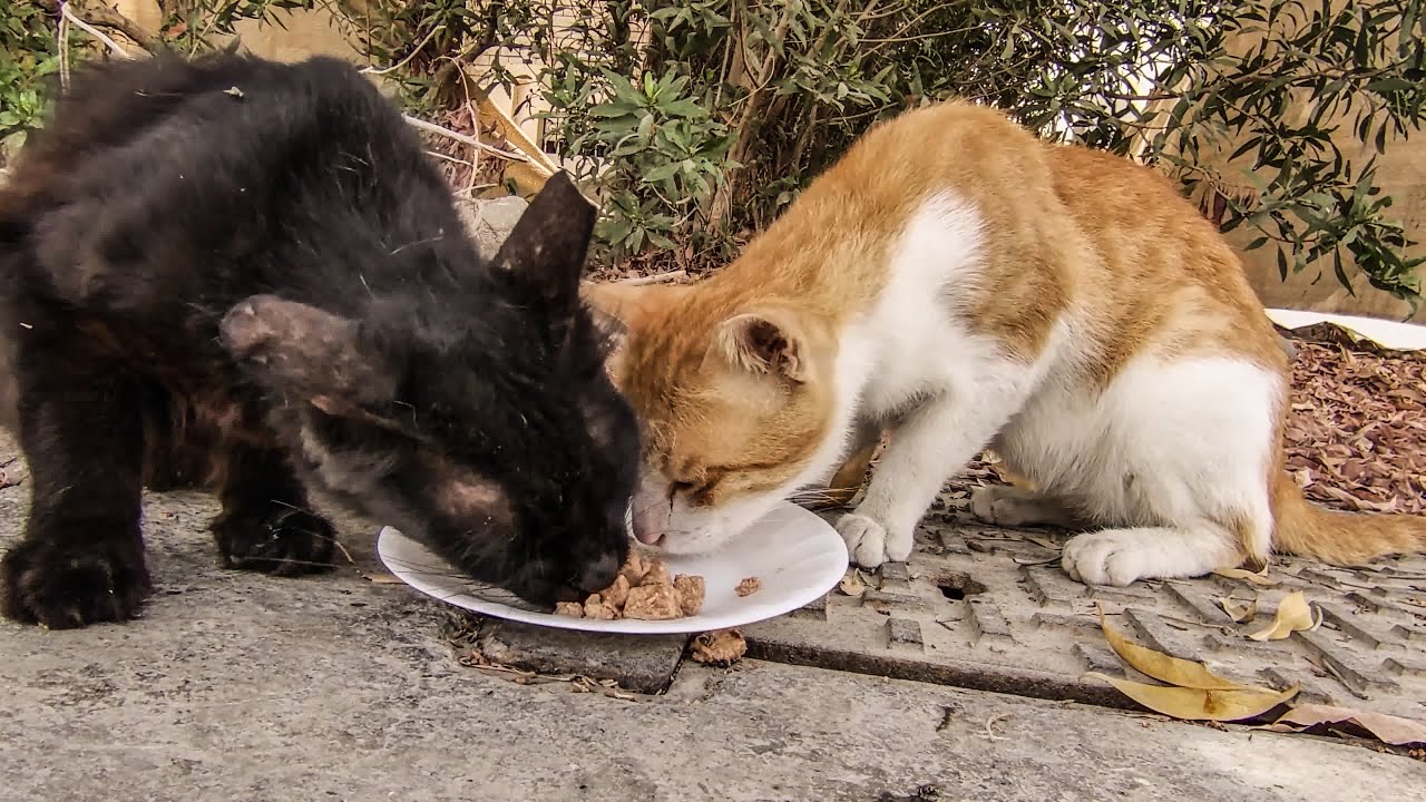 Adorable Video of Cats Eating Side by Side 😻😻 - YouTube