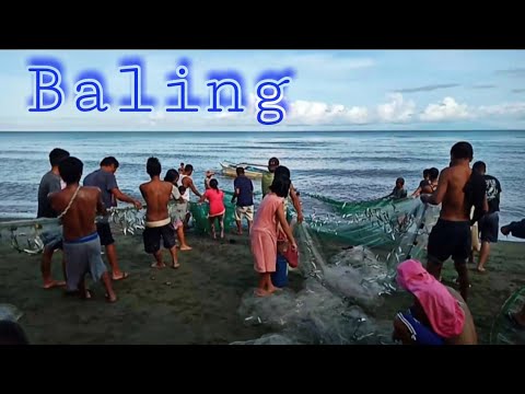 Baling | Traditional Net Fishing in Philippines - YouTube