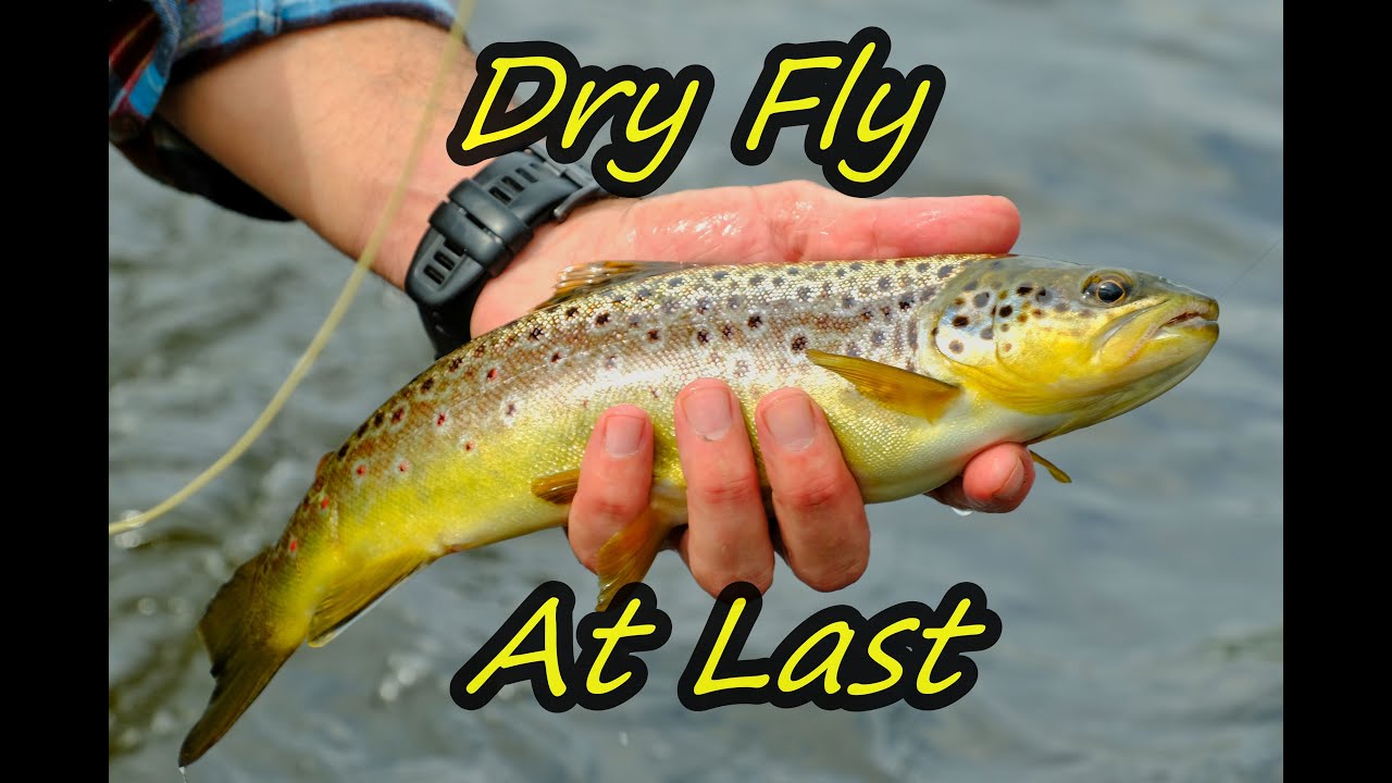 Dry fly at last.... - YouTube