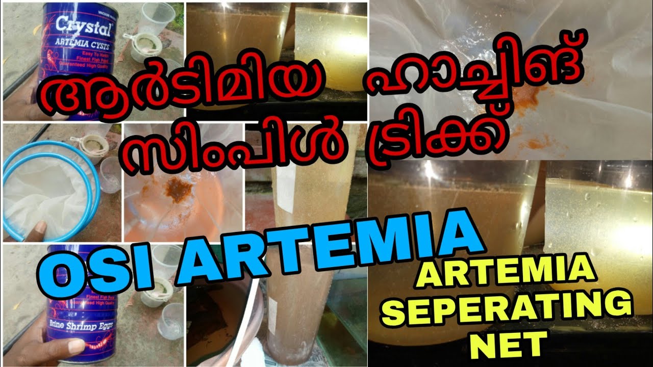 ARTEMIA HATCHING MALAYALAM |SIMPLE TRICKS|OSI ARTEMIA|ARTEMIA ...