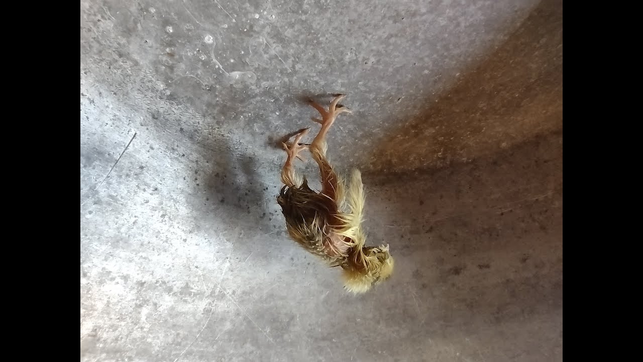 filhote de codorna gigante apanha dos filhotes maiores - YouTube