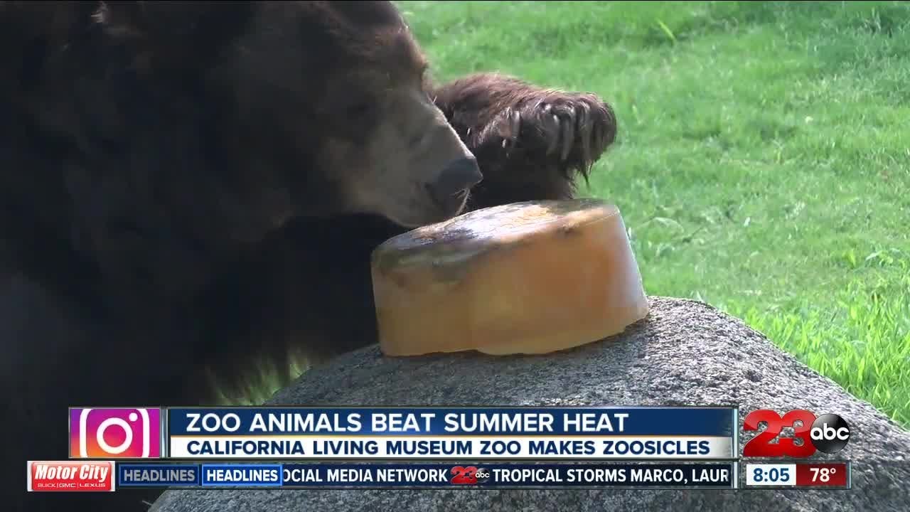Zoo animals beat the summer heat - YouTube