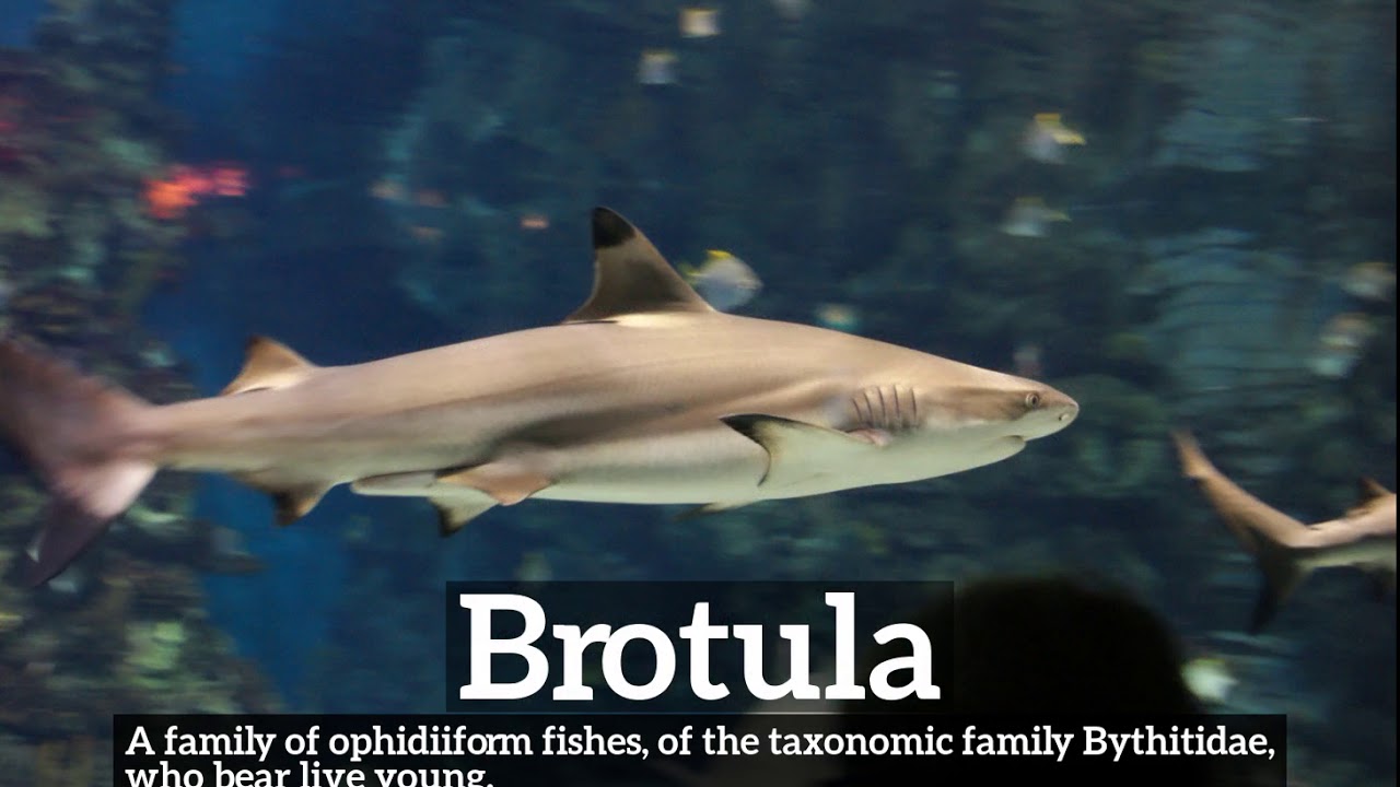 How Does Brotula Look? | What is Brotula? | How to Say Brotula in ...