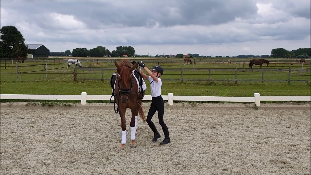 For sale Cacharelle New Forest - YouTube