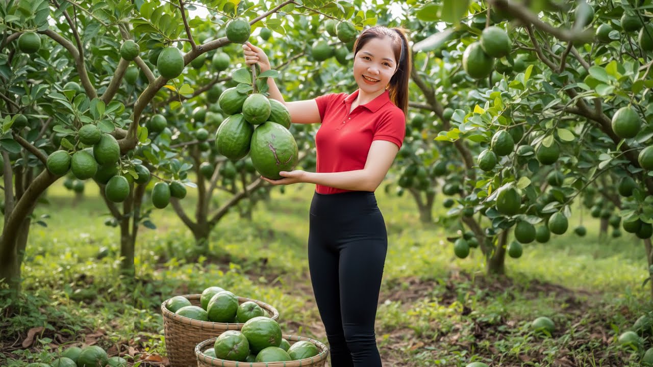 Harvesting 1000+ Kg Wild Avocados To Sell At Market, Enjoying Avocado ...