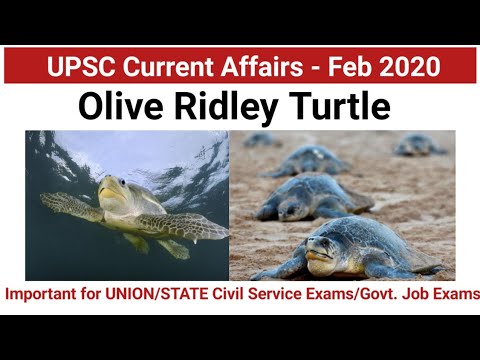 Olive Ridley Turtle || UPSC CURRENT AFFAIRS 2020 || - YouTube