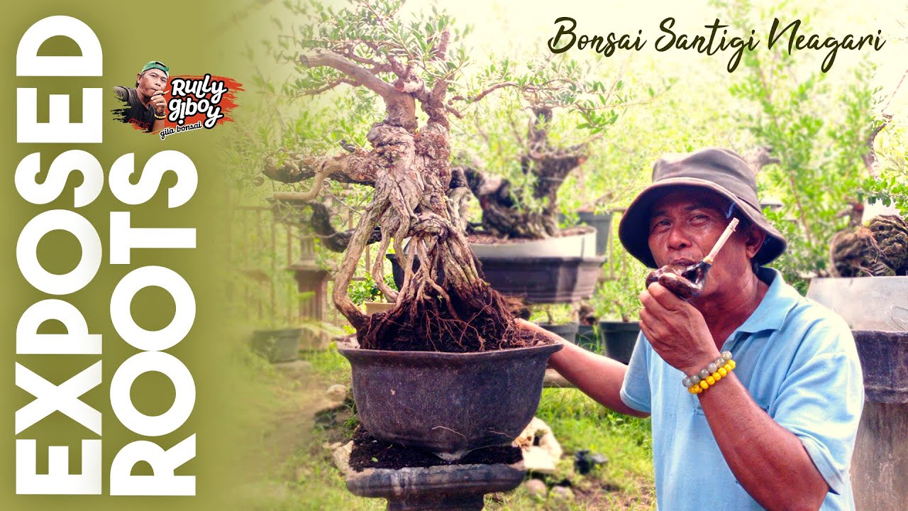 BONSAI SANTIGI EXPOSED ROOTS (Bonsai neagari) - RULLY GIBOY - YouTube