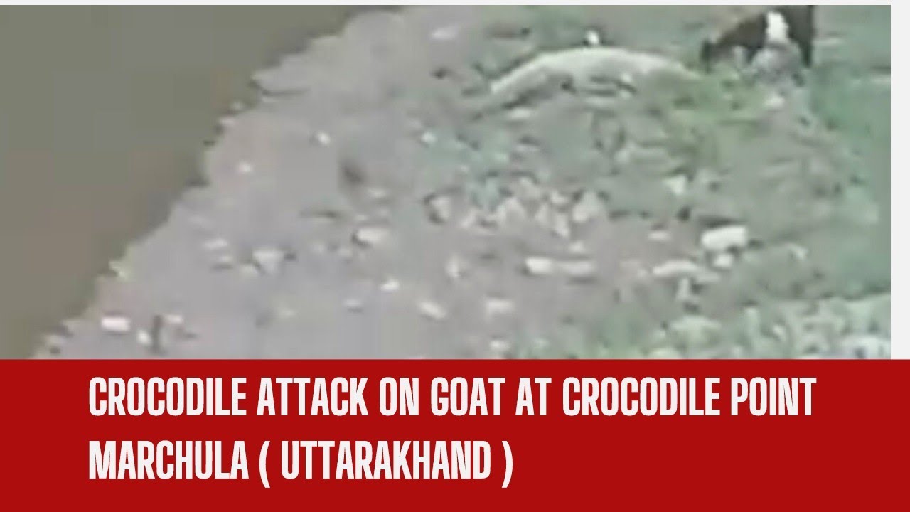 Crocodile attack at Crocodile point Marchula Uttarakhand|| #uttarakhand ...