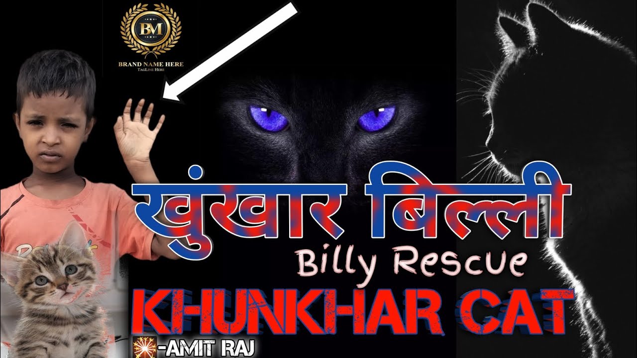 KHUNKHAR CAT 🐈😺( Rescue ) 🛟@AnimalRescueASIAOfficial#rescuedog # ...