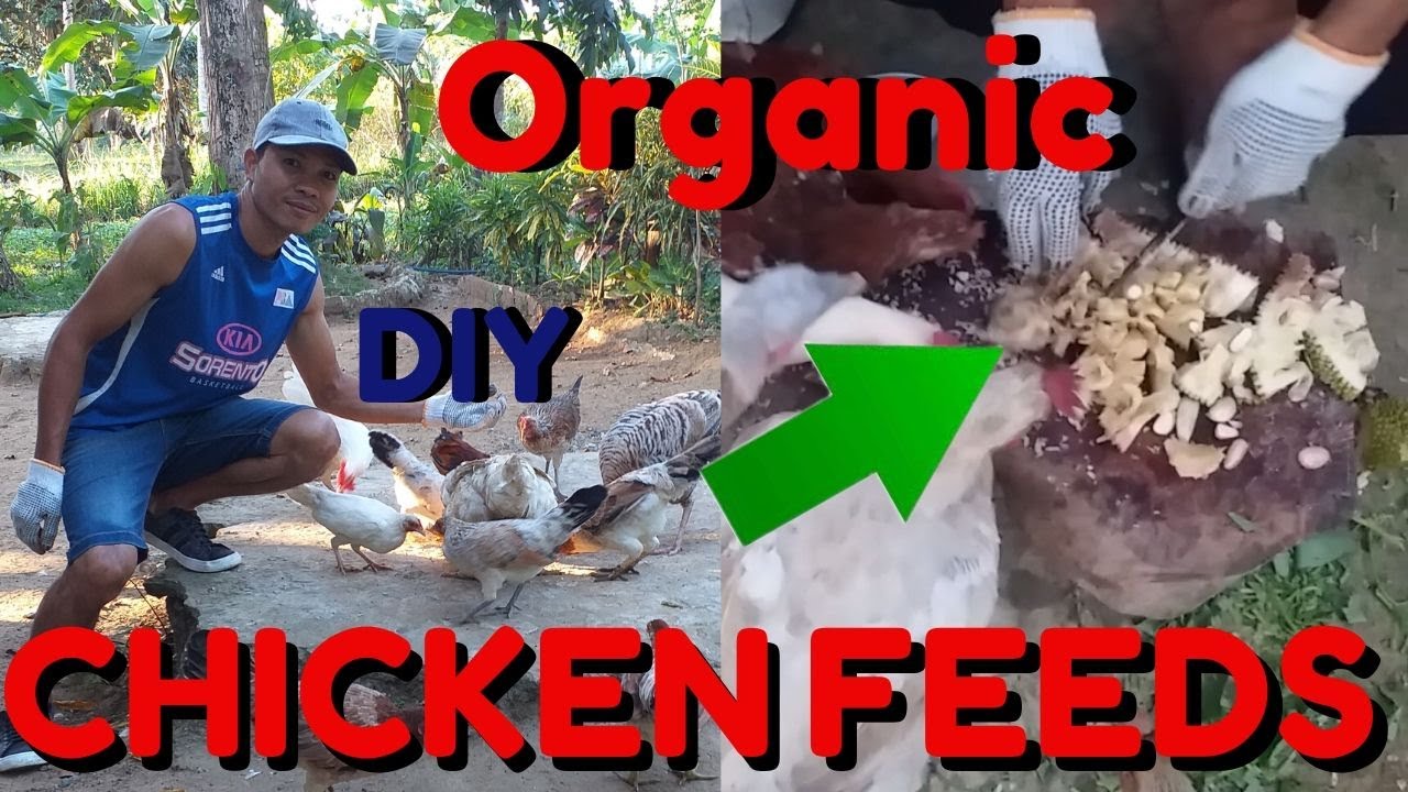 Tipid Tips - Gumamit ng Organic Chicken Feeds! - YouTube