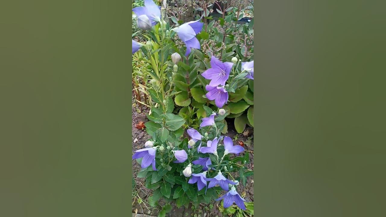 #платикодон #колокольчик - YouTube
