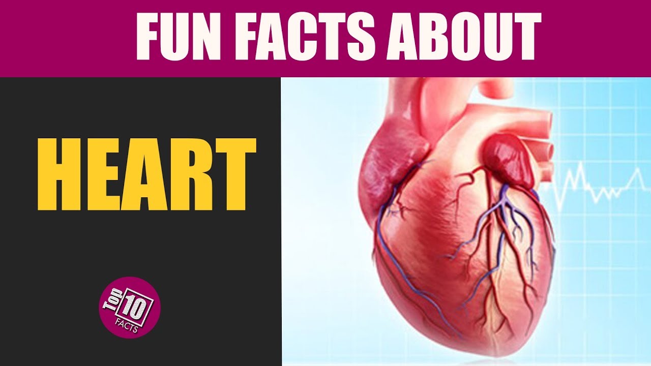 Top 10 Facts About Human Heart Youtube