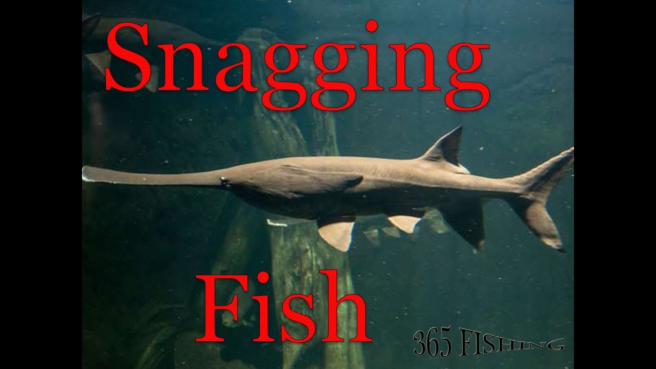 Oklahoma Paddle Fish Snagging - YouTube