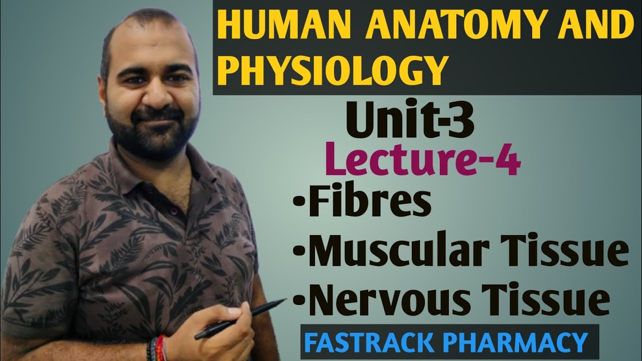 Human Anatomy And Physiology Unit-3 Lec-4 Tissues Topic- Fibres ...