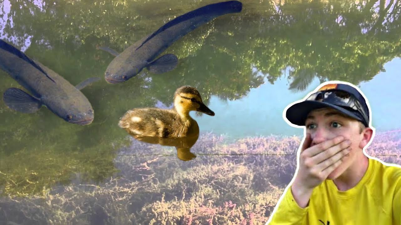 VICIOUS SNAKEHEAD FISH ATE THESE BABY DUCKS! - YouTube